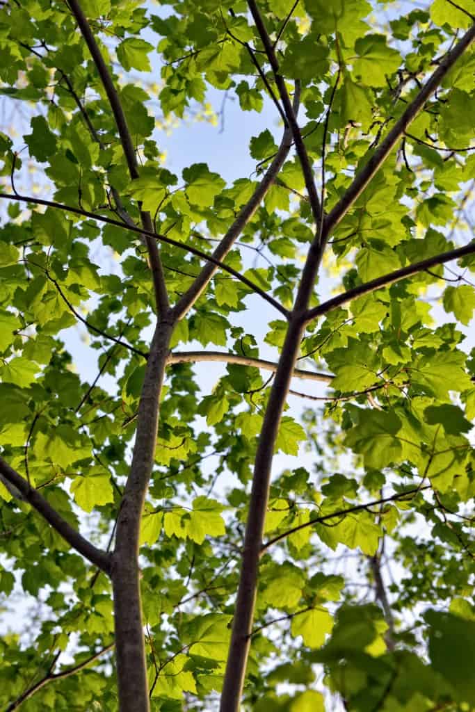 For Tu b’Shvat, 5 of Israel’s must-see trees | Jewish News